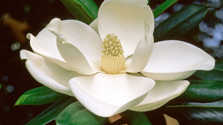 The Masters: Hole #5 Magnolia