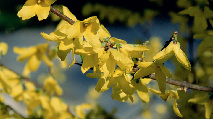 The Masters: Hole #12 Golden Bell